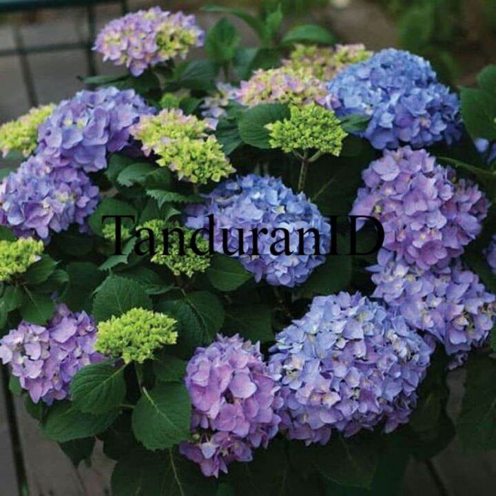 bunga Hydrangea bunga hortensia panca warna pancawarna | Lazada Indonesia