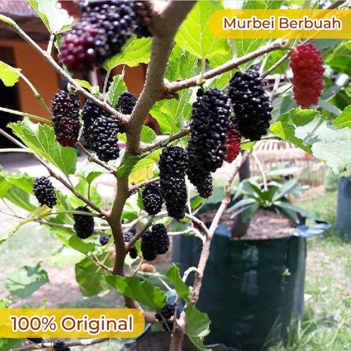 Bibit Tanaman Murbei Sudah Berbuah | Lazada Indonesia