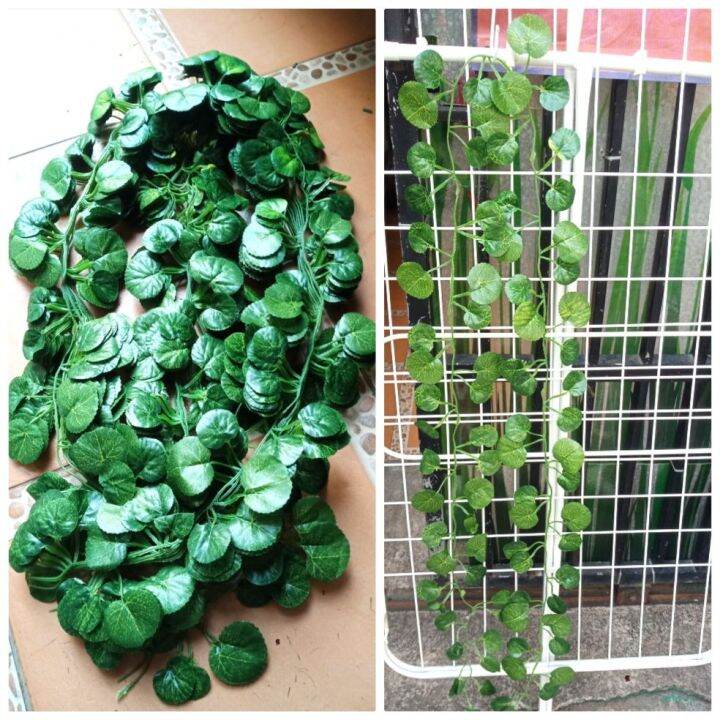 daun juntai. decorasi pjg 2 meter daun dolar rambat | Lazada Indonesia