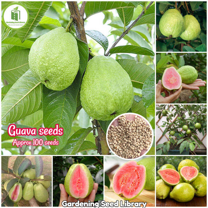 Easy to grow丨Good Quality Guava Seeds of Planting (1 pack 100pcs)丨 ...
