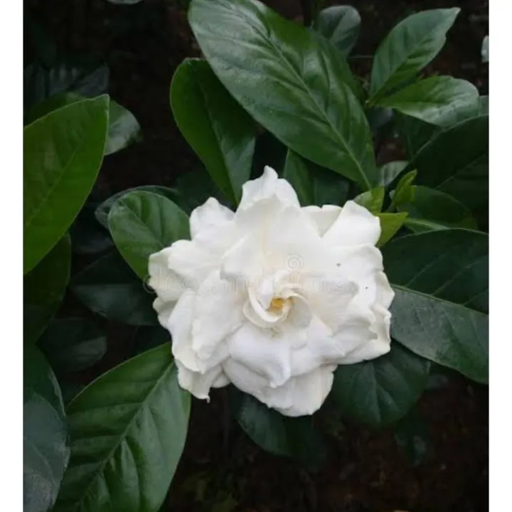 Rosal Fragrant Multi Petals | Lazada PH