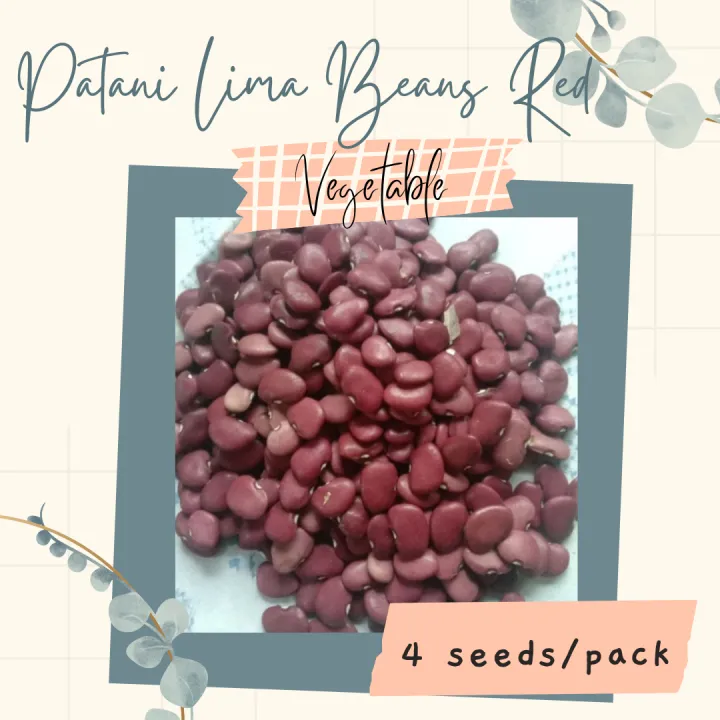 Patani Lima Beans Red Seeds for Planting (4 seeds) | Lazada PH