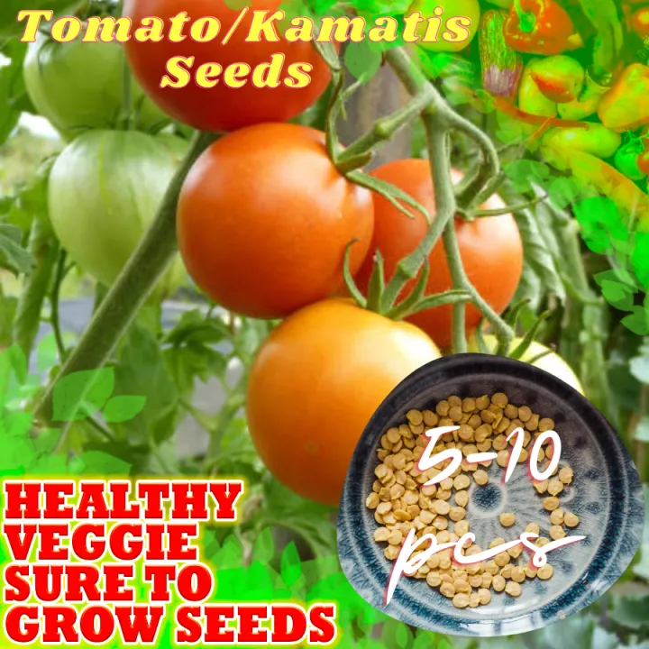 Tomato/Kamatis Seeds (Hybrid) 1pack - 5-10pcs seeds small pots of damp ...