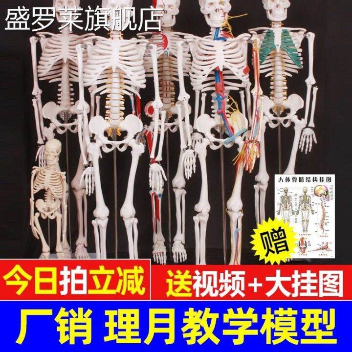 Human body skeleton model frame small white body spinal simulation ...
