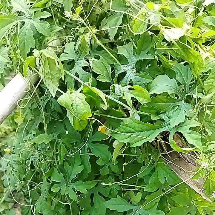 Daun pare hutan pare mini 1KG | Lazada Indonesia