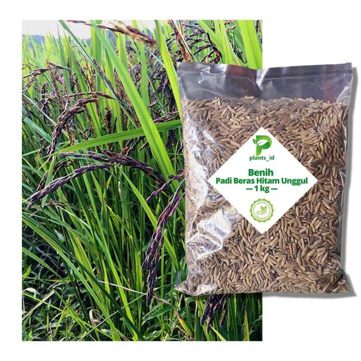 Benih Padi Beras Hitam | Lazada Indonesia