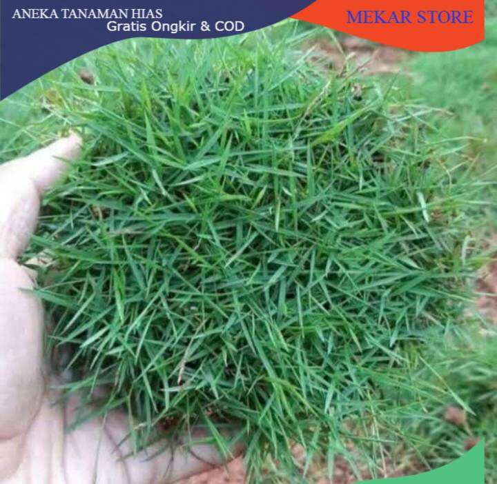 Rumput Jepang, Rumput Peking (1 meter) | Lazada Indonesia