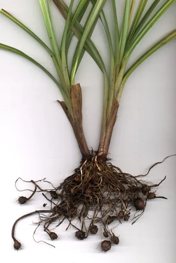SeedCenter 5 Umbi Rumput Teki Ladang Cyperus Rotundus Nut coco Java ...