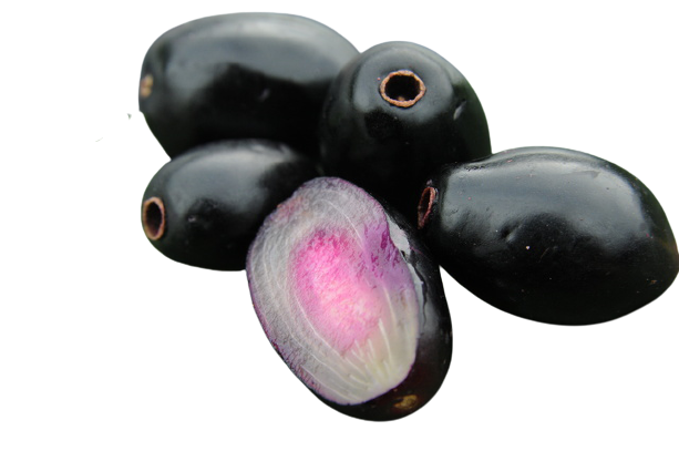 MDC- Anak Pokok Jambu Arang (Keriang dot) | Lazada