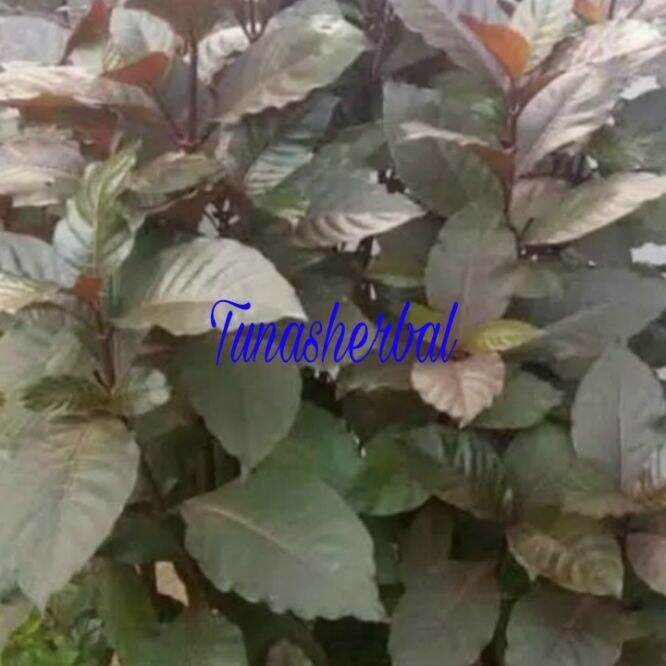 Daun Handeleum Segar Per 250 Gram | Lazada Indonesia