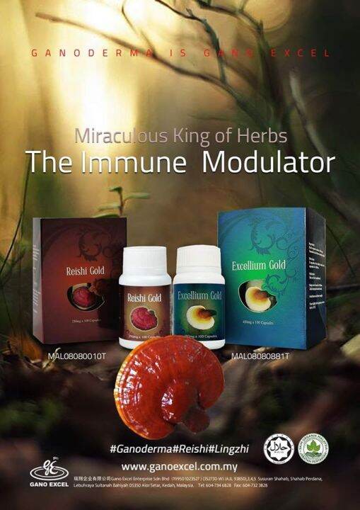Gano 1 Reishi Gold & 1 Excellium Gold ( ganoderma lucidum & mycelium ...