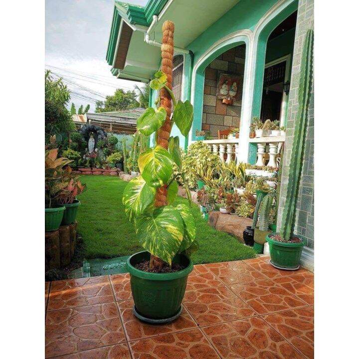 Coco pole for plant support 1foot cocopole to 5feet plant pole. Pure ...