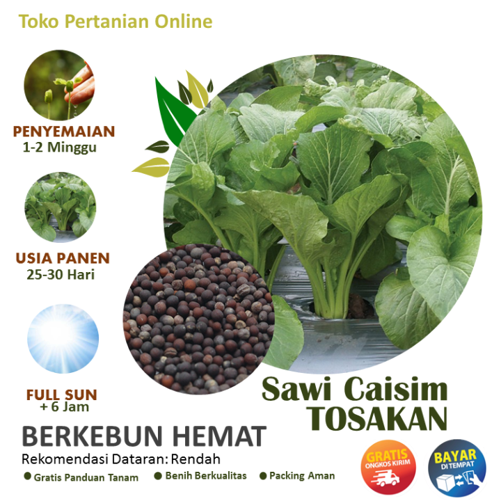 Benih Sawi Caisim TOSAKAN Isi 250 Biji | Lazada Indonesia
