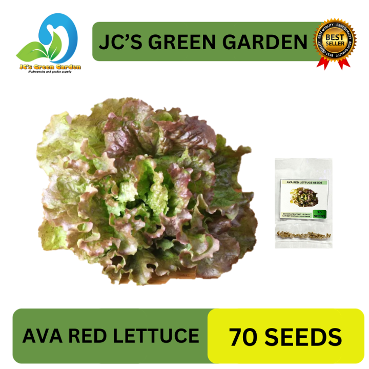 VALUE PACK (70 SEEDS) AVA RED LETTUCE SEEDS/RED LETTUCE/FOR PLANTING ...