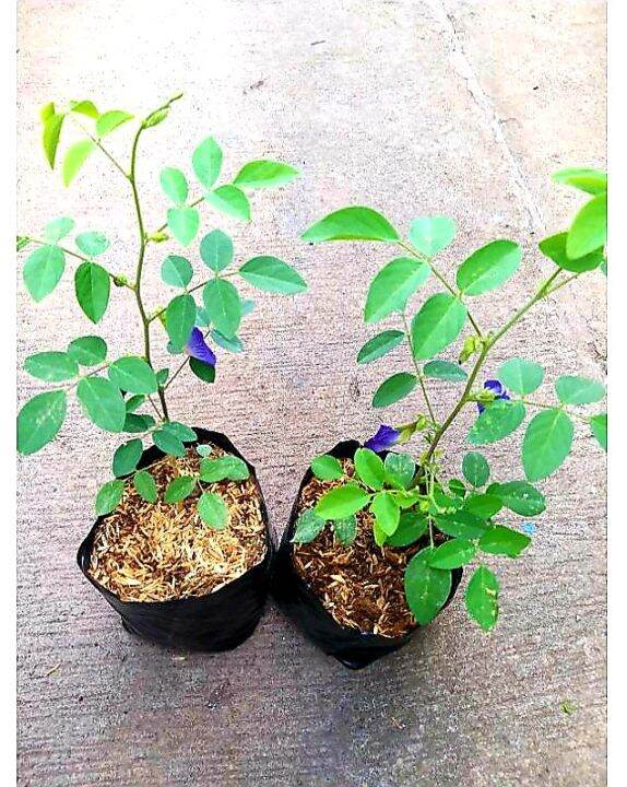 Blue ternate / Butterfly pea tea seedlings | Lazada PH