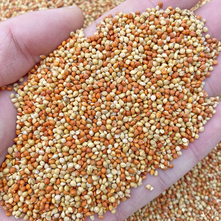 Red millet Freddie Wong shell millet millet millet wenniao Xuan Feng ...