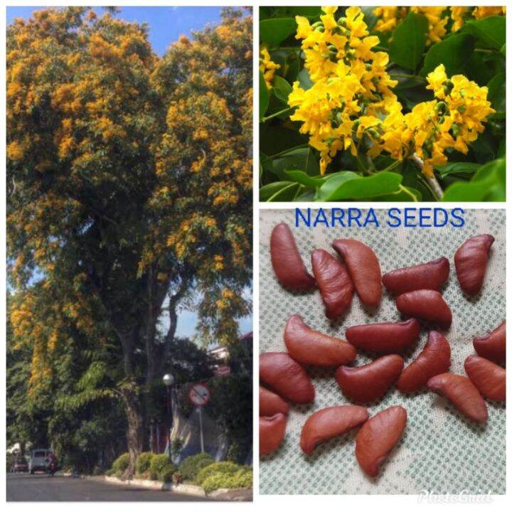 NARRA SEEDS (BUY 2 GET 1 FREE) 50 SEEDS | Lazada PH