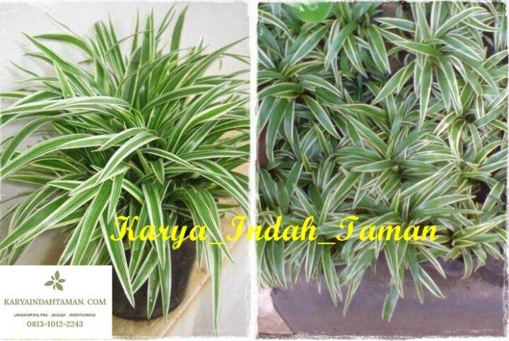 Paket 2 tanaman hias liliparis / tanaman hias lili paris / Pohon lili ...