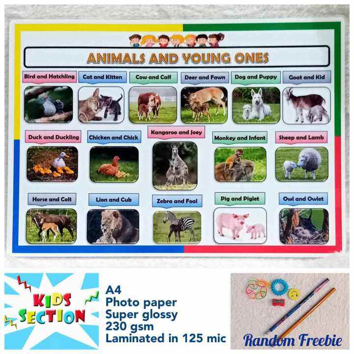 Laminated Educational Chart - Animals and Young Ones | Lazada PH