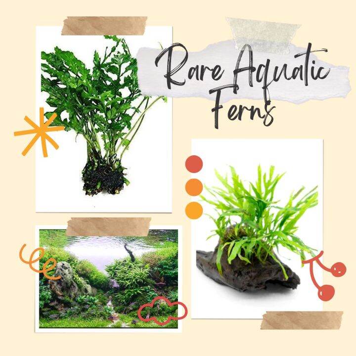 Bolbitis Heudoliti, Trident Fern Mini - RARE AQUATIC FERNS | Lazada PH