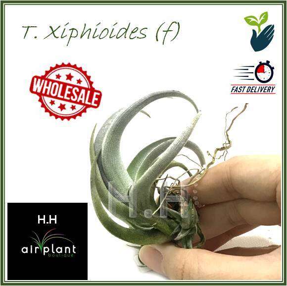 Air Plant Tillandsia Xiphioides Airplant 空气草 空气凤梨 无土植物 | Lazada