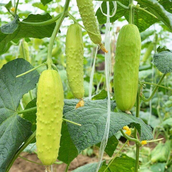 Benih Timun Putih (20 Seeds)/ 白玉黄瓜籽 / White Cucumber Seeds | Lazada
