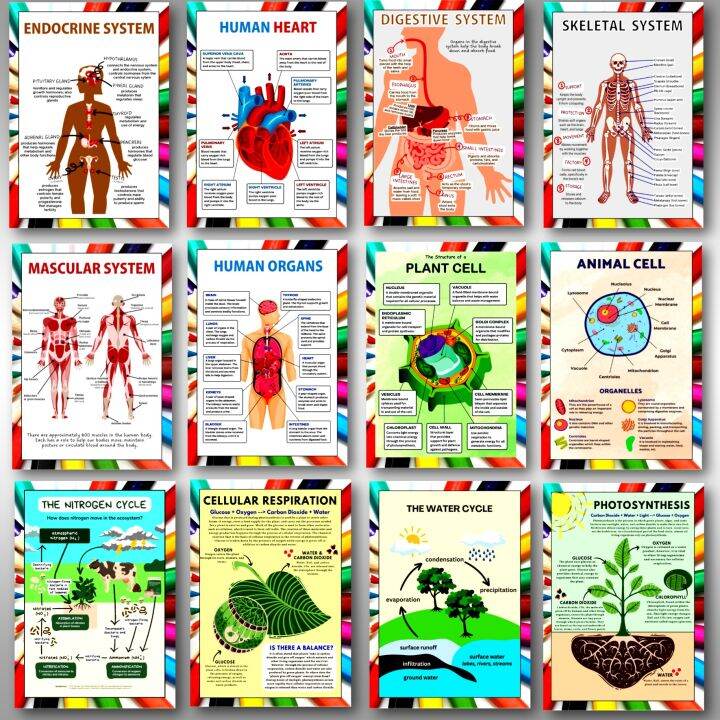 Educational chart learning chart wall chart laminated Science | Lazada PH