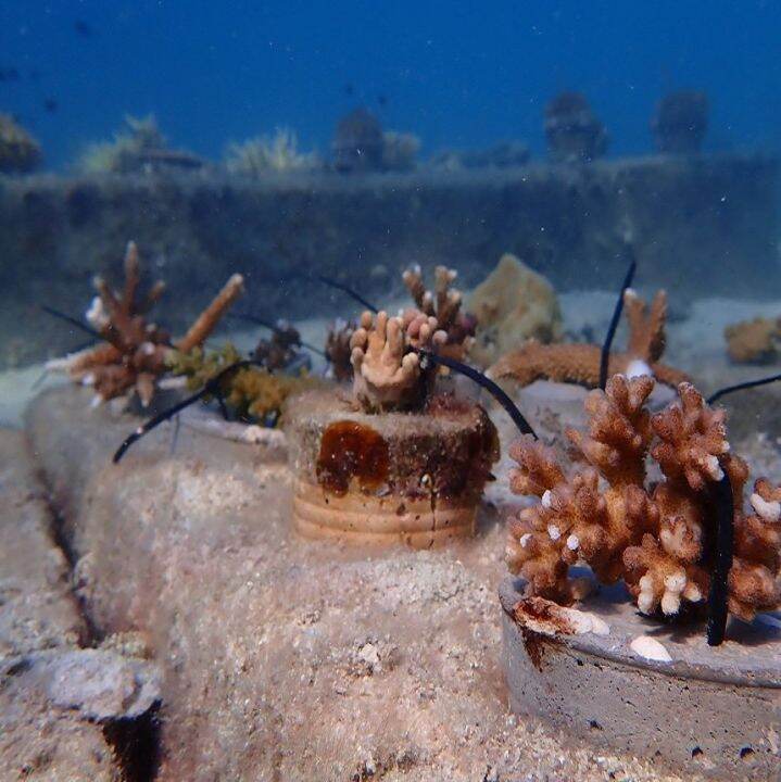 Alunan Coral Project : ADOPT A STAGHORN CORAL & Get a Discount Code for ...