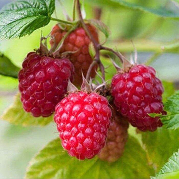 Tanaman Buah Red Raspberry | Lazada Indonesia