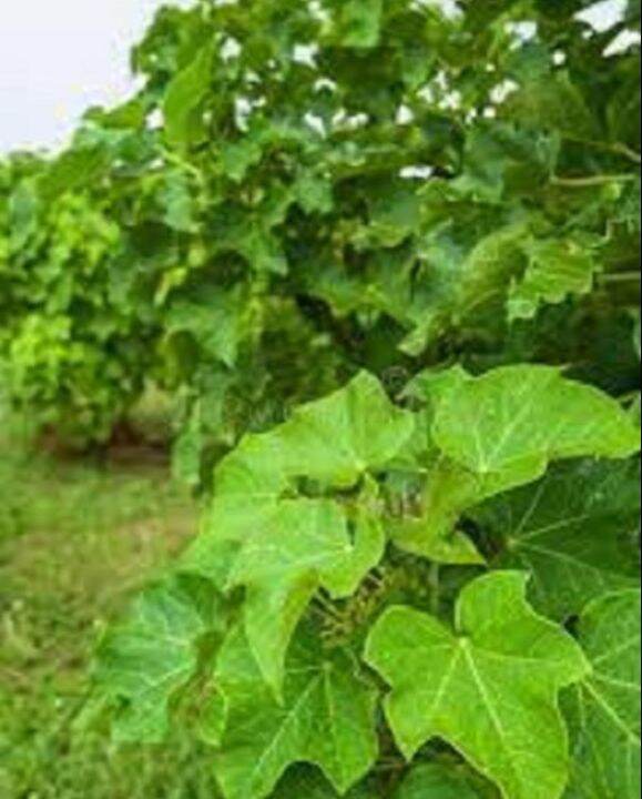 TUBA-TUBA SEEDS HERBAL MEDICINE | Lazada PH