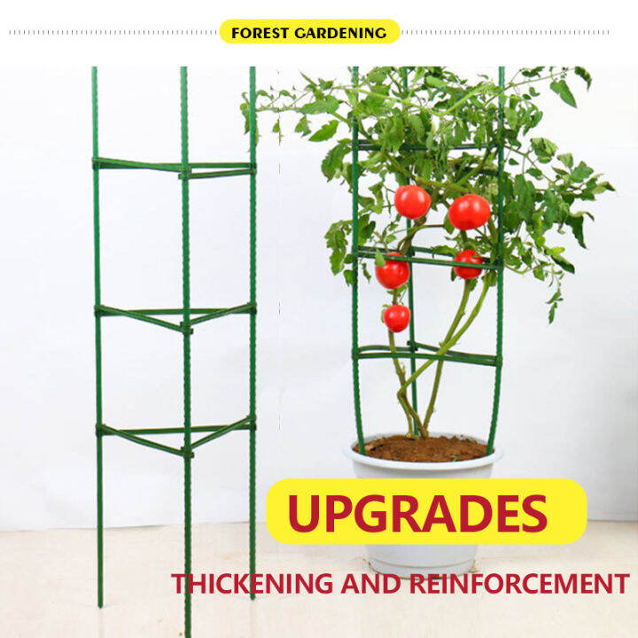 Flower trellis climbing pergola tomato monthly support frame planting ...