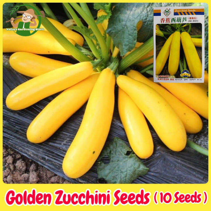 Fresh Organic Golden Zucchini Seeds for Planting (10 Seeds) High Yield ...