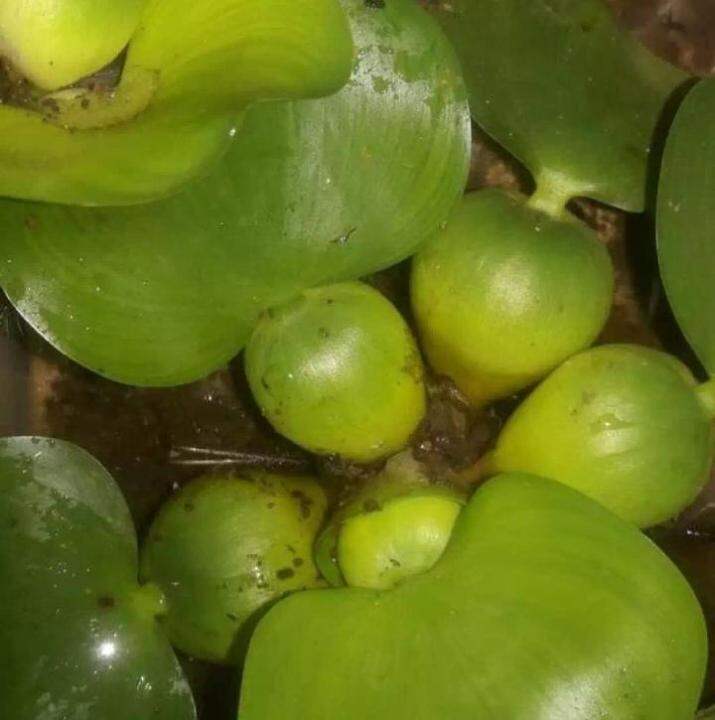 tanaman air eceng gondok-eceng gondok | Lazada Indonesia