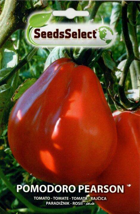 seeds 50 Semi / Seeds POMODORO Pearson | Lazada PH