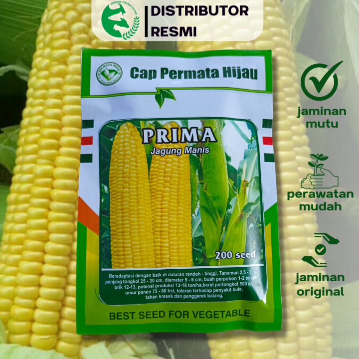 Benih Jagung Manis PRIMA 200 Seed Original Permata Hijau Besar Unggul ...