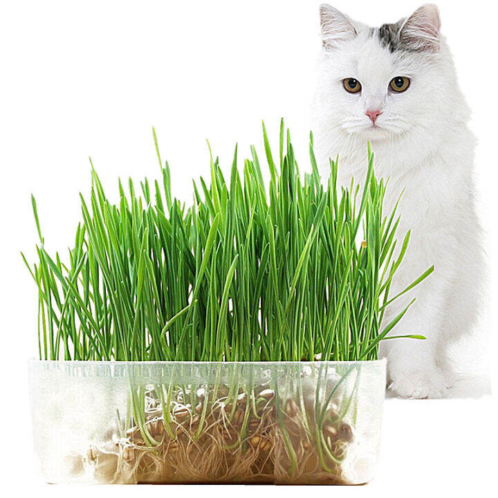 Cat Seed Catnip with Jelly Cat Grass Rumput Kucing Bonsai Seeds Pot ...