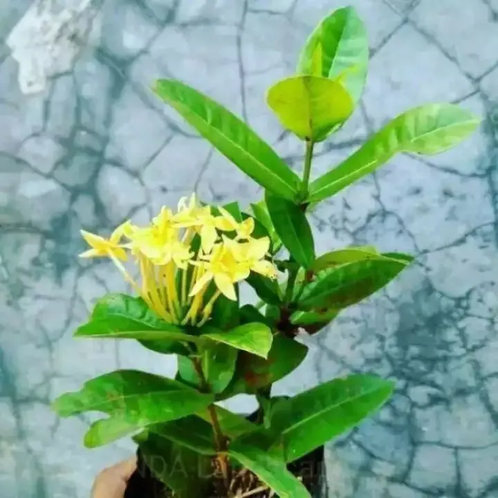 tanaman asoka bunga kuning / tanaman asoka siantan / tanaman hias asoka ...