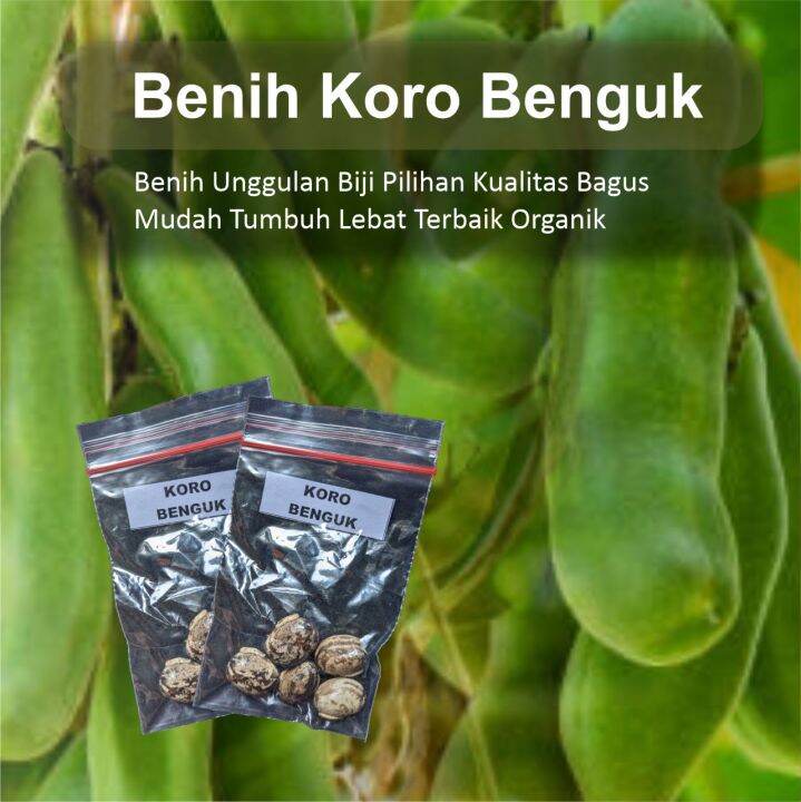 Benih Koro Benguk Biji Unggul Bibit Super Mudah Tumbuh Besar Dan ...