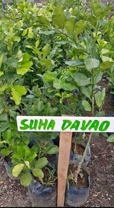 GRAFTED Dwarf Pomelo/Suha Davao(Fruitbearing Trees-Real plants-Ready to ...