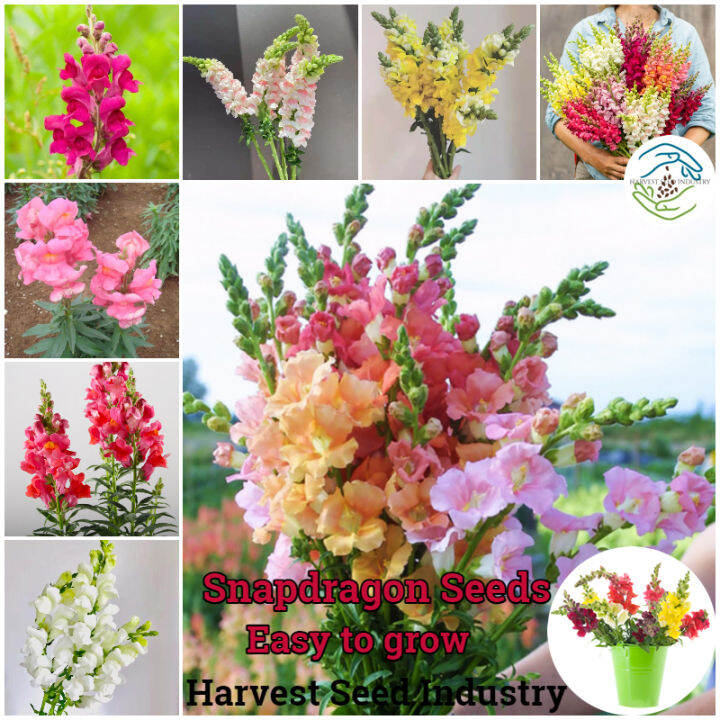 [Fast Germination] 300 seeds/pack Snapdragon Seed Antirrhinum Majus ...
