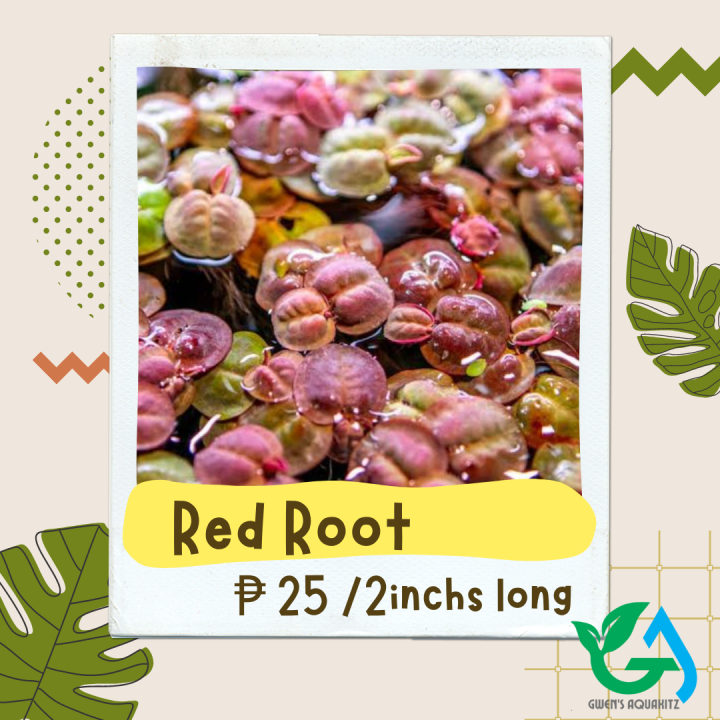 Red Root / Azolla / Duckweed / Mini Watter Lettuce [Floating Plants ...