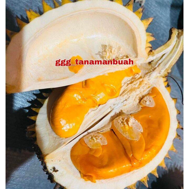 Bibit Durian Lay Super | Lazada Indonesia