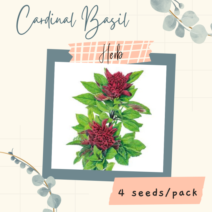 Cardinal Basil Seeds for Planting (4 seeds) HERB | Lazada PH