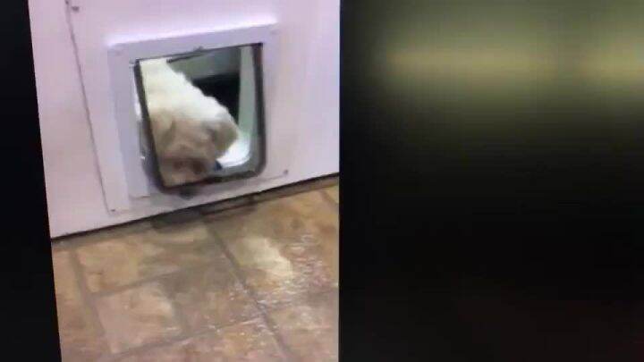 Dog Cat Flap Window Anti Escape Safety Gate Door Supplies Door 4 Way ...