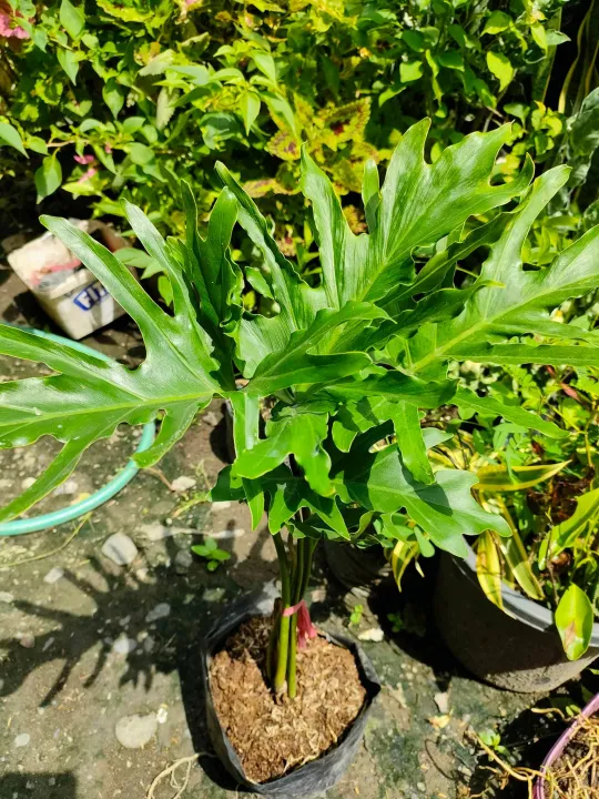 SELLOUM / SAHOD YAMAN PHILODENDRON PLANT-REAL OR LIVE PLANT-INDOOR ...