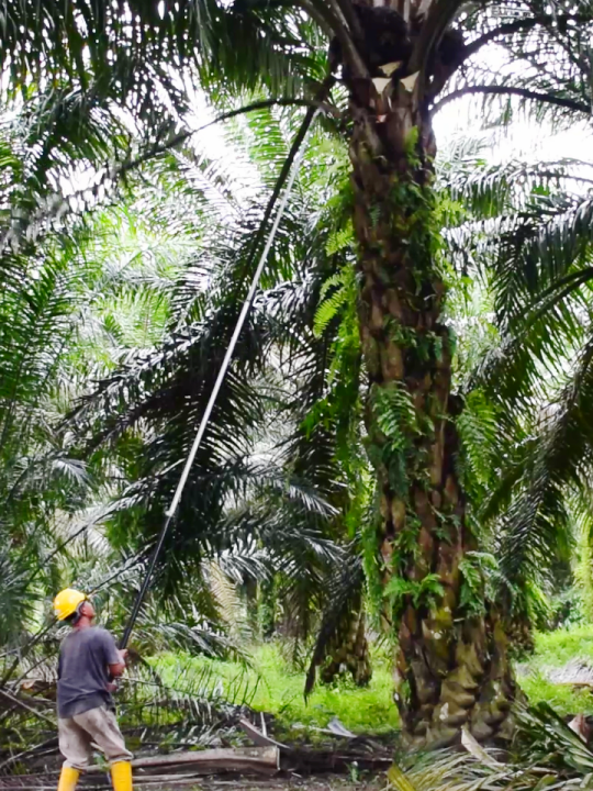 T9™ HARVESTING POLE BUNDLE | 15ft Bundle | 25ft Bundle | [ Gripping ...