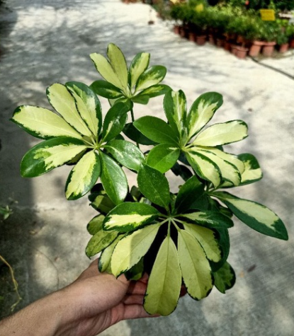 [Paling Horticulture Sdn Bhd] Real Schefflera Arbicola | Umbrella Tree ...
