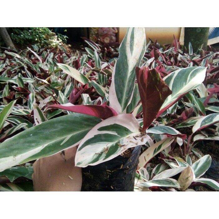 ready bos Tanaman Meranti Bali Merah | Lazada Indonesia