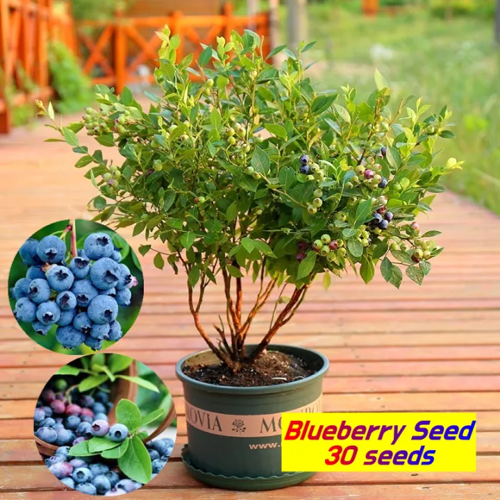 100% Original Ready Stock Blueberry Plant Seed Delicious Fruit Seeds ...