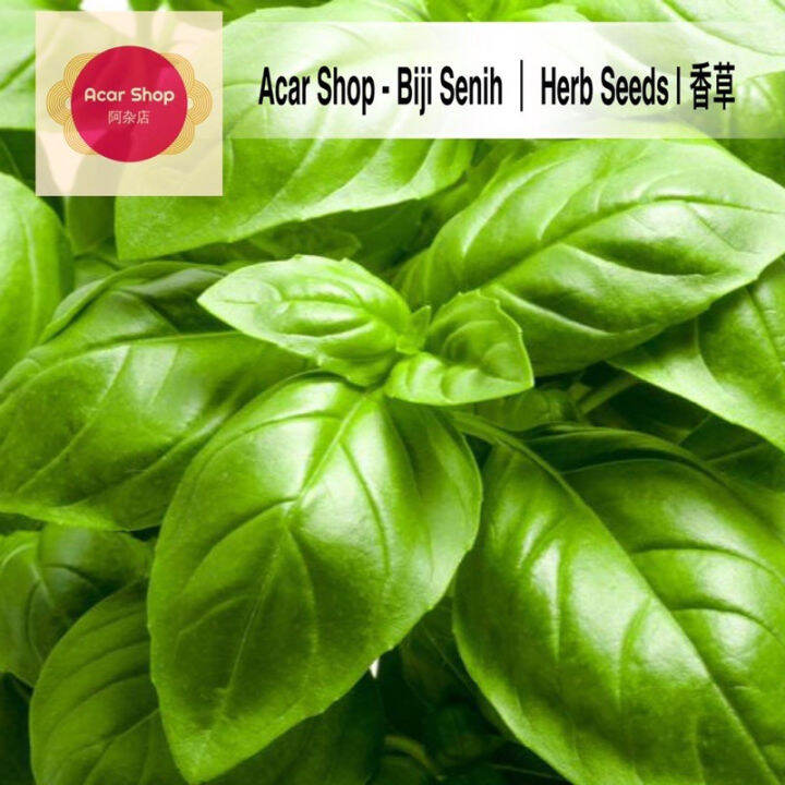Italian Large Leaf Basil | Biji Benih Basil Italian Daun Besar | 大叶罗勒种子 ...
